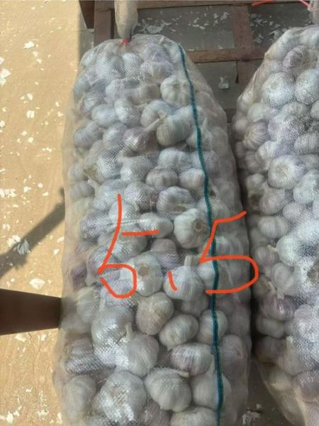邳州大蒜今日价格_邳州大蒜多少钱一斤-第3张图片-山城妙识 邳州大蒜今日价格_邳州大蒜多少钱一斤-第3张图片-山城妙识