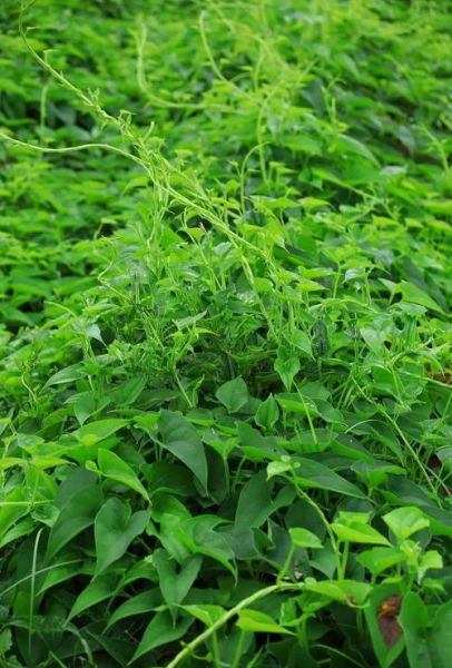 穿山龙别名有哪些_中药穿山龙的功效与作用-第2张图片-山城妙识