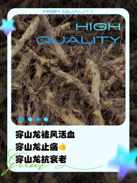 穿山龙别名有哪些_中药穿山龙的功效与作用-第1张图片-山城妙识