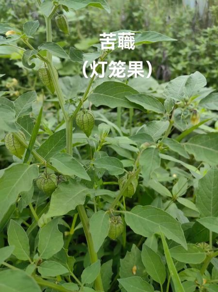 野生灯笼果长什么样_野生灯笼果能吃吗-第1张图片-山城妙识 野生灯笼果长什么样_野生灯笼果能吃吗-第1张图片-山城妙识