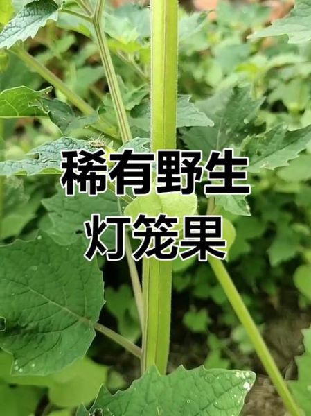 野生灯笼果长什么样_野生灯笼果能吃吗-第3张图片-山城妙识 野生灯笼果长什么样_野生灯笼果能吃吗-第3张图片-山城妙识