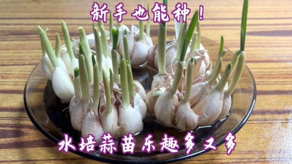 青蒜怎么种_青蒜和蒜苗的区别-第3张图片-山城妙识 青蒜怎么种_青蒜和蒜苗的区别-第3张图片-山城妙识