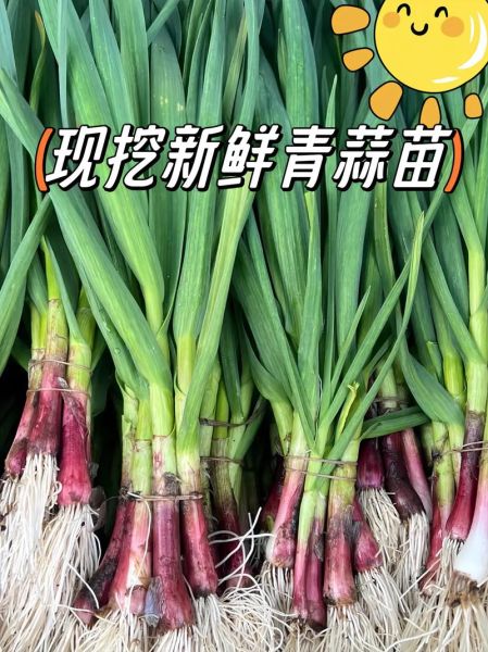 青蒜怎么种_青蒜和蒜苗的区别-第1张图片-山城妙识 青蒜怎么种_青蒜和蒜苗的区别-第1张图片-山城妙识