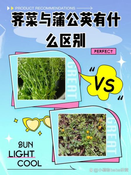 荠荠菜长什么样子_荠荠菜和蒲公英区别-第1张图片-山城妙识