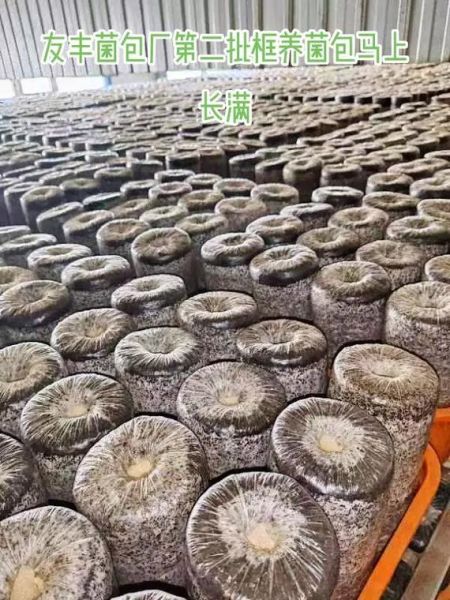 黑木耳病是什么_黑木耳病怎么防治-第1张图片-山城妙识