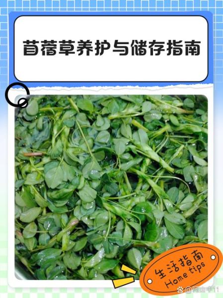 苜蓿草怎么种_苜蓿草种植时间-第1张图片-山城妙识