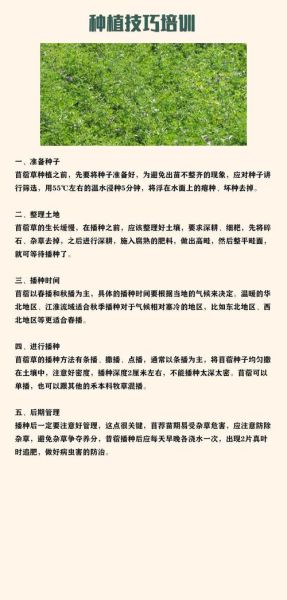 苜蓿草怎么种_苜蓿草种植时间-第2张图片-山城妙识