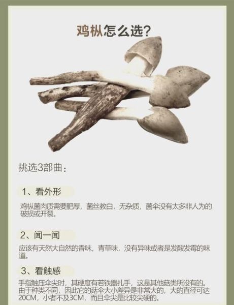 草鸡枞怎么挑选_草鸡枞和鸡枞菌区别-第1张图片-山城妙识 草鸡枞怎么挑选_草鸡枞和鸡枞菌区别-第1张图片-山城妙识