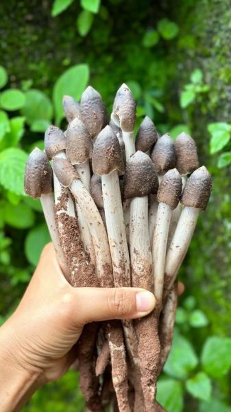 草鸡枞怎么挑选_草鸡枞和鸡枞菌区别-第3张图片-山城妙识 草鸡枞怎么挑选_草鸡枞和鸡枞菌区别-第3张图片-山城妙识