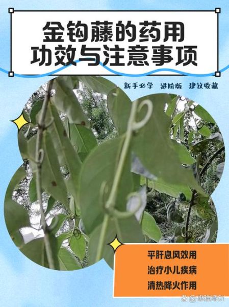 钩藤的功效与作用禁忌_钩藤泡水喝的副作用-第3张图片-山城妙识 钩藤的功效与作用禁忌_钩藤泡水喝的副作用-第3张图片-山城妙识