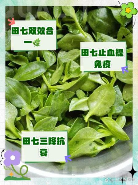 田七的正确吃法_田七的功效与作用-第1张图片-山城妙识