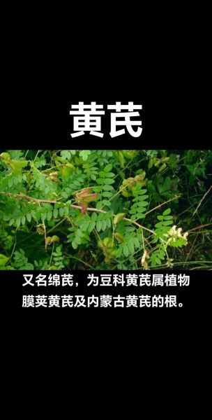 黄芪的功效与作用有哪些_黄芪的禁忌人群-第1张图片-山城妙识