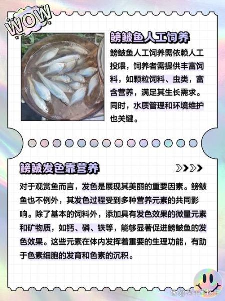 鳚鱼怎么养_鳚鱼吃什么-第2张图片-山城妙识