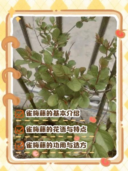 雀梅藤叶的功效与作用_雀梅藤叶怎么养-第1张图片-山城妙识