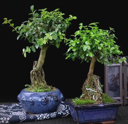 雀梅藤叶的功效与作用_雀梅藤叶怎么养-第2张图片-山城妙识