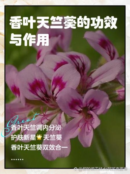 香叶天竺葵怎么养_香叶天竺葵的功效与作用-第1张图片-山城妙识