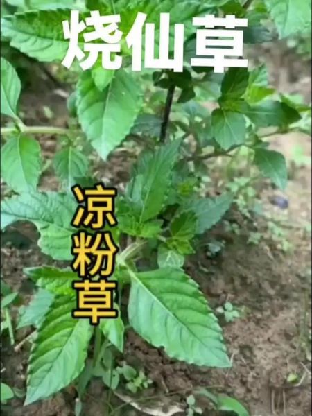 野生凉粉草长什么样_野生凉粉草图片特征-第3张图片-山城妙识