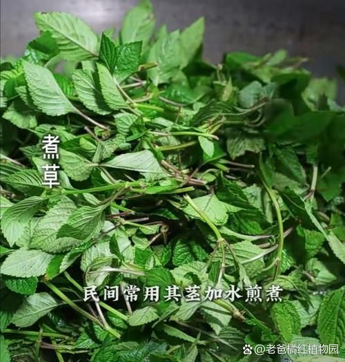 野生凉粉草长什么样_野生凉粉草图片特征-第1张图片-山城妙识