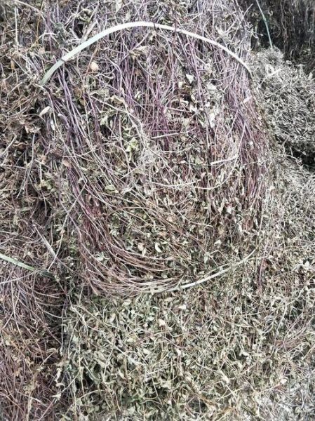 野生凉粉草长什么样_野生凉粉草图片特征-第2张图片-山城妙识