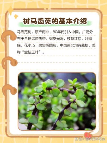 马齿苋树怎么养_马齿苋树能吃吗-第1张图片-山城妙识 马齿苋树怎么养_马齿苋树能吃吗-第1张图片-山城妙识