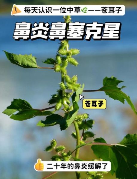 苍耳子长什么样_苍耳子图片特征识别-第2张图片-山城妙识 苍耳子长什么样_苍耳子图片特征识别-第2张图片-山城妙识