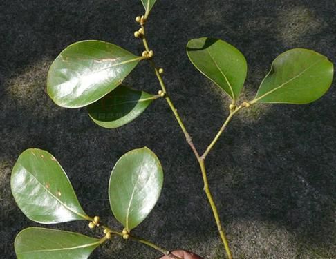 香叶木素结构式是什么_香叶木素作用机制有哪些-第2张图片-山城妙识 香叶木素结构式是什么_香叶木素作用机制有哪些-第2张图片-山城妙识