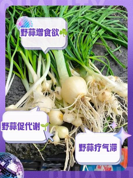 野蒜的功效与作用_野蒜怎么吃最好-第3张图片-山城妙识 野蒜的功效与作用_野蒜怎么吃最好-第3张图片-山城妙识