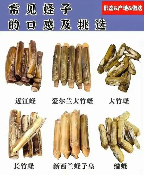 蛏子哪些部位不能吃_蛏子怎么吃最鲜美-第1张图片-山城妙识