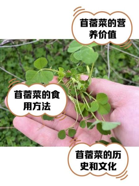 木须菜怎么做好吃_木须菜野菜的做法大全-第1张图片-山城妙识 木须菜怎么做好吃_木须菜野菜的做法大全-第1张图片-山城妙识