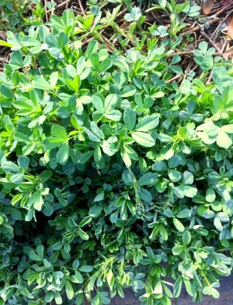 木须菜怎么做好吃_木须菜野菜的做法大全-第3张图片-山城妙识 木须菜怎么做好吃_木须菜野菜的做法大全-第3张图片-山城妙识