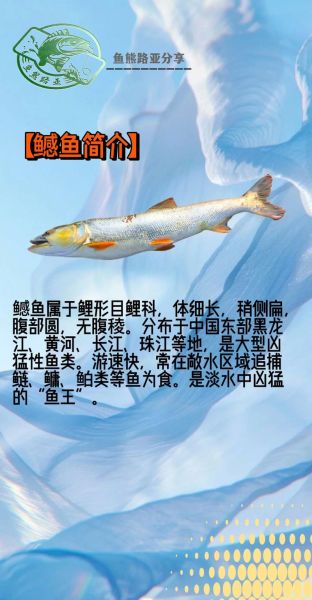 鳡鱼分布在哪些省份_鳡鱼主要产地-第1张图片-山城妙识 鳡鱼分布在哪些省份_鳡鱼主要产地-第1张图片-山城妙识