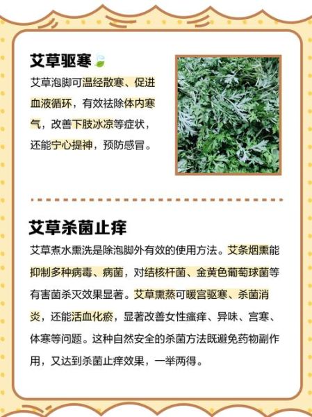 艾叶哪些人不能用_孕妇能闻艾叶味吗-第2张图片-山城妙识 艾叶哪些人不能用_孕妇能闻艾叶味吗-第2张图片-山城妙识