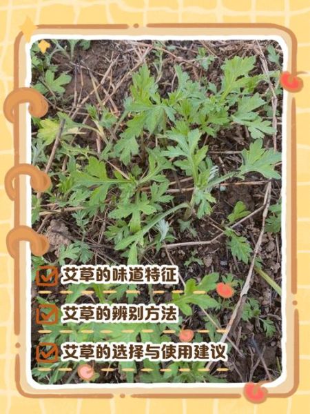 艾叶哪些人不能用_孕妇能闻艾叶味吗-第1张图片-山城妙识 艾叶哪些人不能用_孕妇能闻艾叶味吗-第1张图片-山城妙识