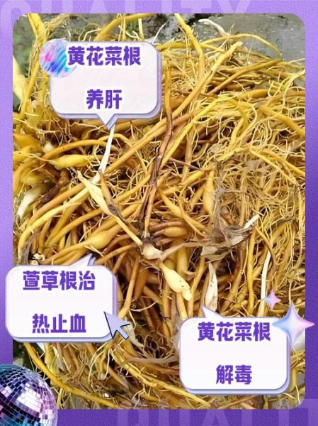 黄花菜根毒副作用_黄花菜根中毒怎么办-第1张图片-山城妙识