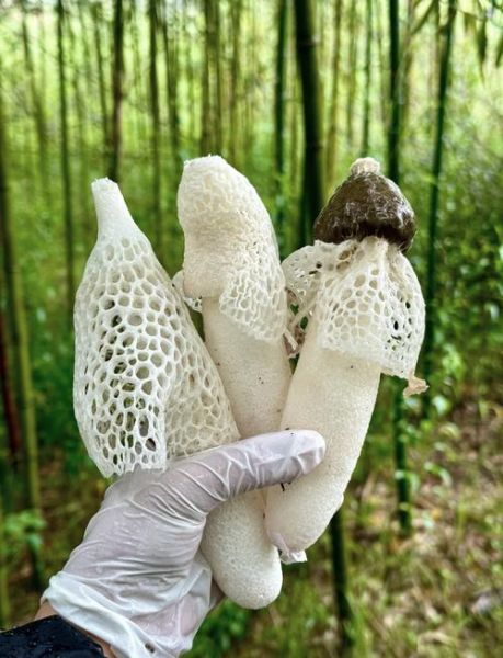 竹荪贵吗_竹荪多少钱一斤-第1张图片-山城妙识 竹荪贵吗_竹荪多少钱一斤-第1张图片-山城妙识