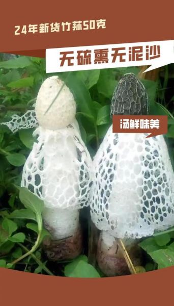 竹荪贵吗_竹荪多少钱一斤-第2张图片-山城妙识 竹荪贵吗_竹荪多少钱一斤-第2张图片-山城妙识