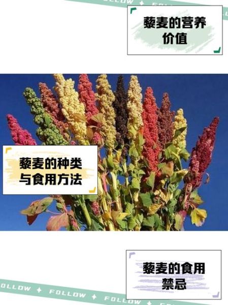 藜麦怎么读_藜麦的正确读音是什么-第1张图片-山城妙识 藜麦怎么读_藜麦的正确读音是什么-第1张图片-山城妙识