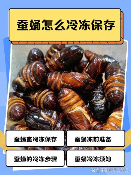 茧蛹怎么保存_茧蛹可以冷冻吗-第1张图片-山城妙识 茧蛹怎么保存_茧蛹可以冷冻吗-第1张图片-山城妙识