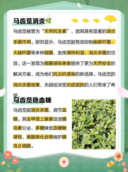 马齿菜治白发真的有效吗_马齿菜治白发怎么用-第1张图片-山城妙识 马齿菜治白发真的有效吗_马齿菜治白发怎么用-第1张图片-山城妙识