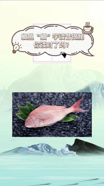 鲷鱼读diao还是chou_鲷鱼发音争议解析-第1张图片-山城妙识