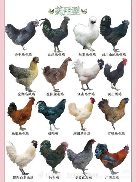 鸡品种排名_哪种鸡最适合家庭养殖-第1张图片-山城妙识