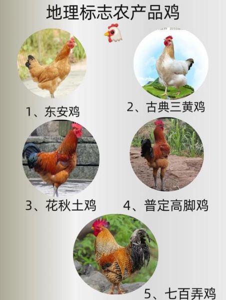 鸡品种排名_哪种鸡最适合家庭养殖-第2张图片-山城妙识