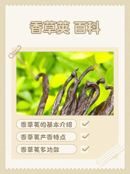 香草荚的功效与作用_香草荚怎么吃效果最好-第1张图片-山城妙识