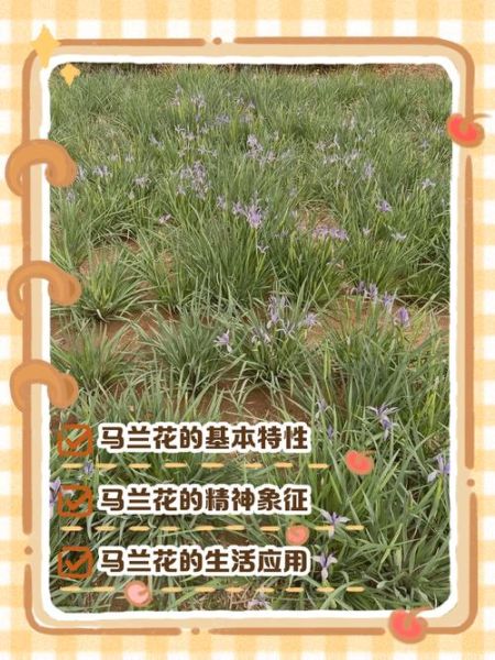 马兰花怎么养_马兰花什么时候开花-第1张图片-山城妙识 马兰花怎么养_马兰花什么时候开花-第1张图片-山城妙识