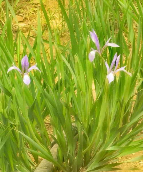 马兰花怎么养_马兰花什么时候开花-第3张图片-山城妙识 马兰花怎么养_马兰花什么时候开花-第3张图片-山城妙识