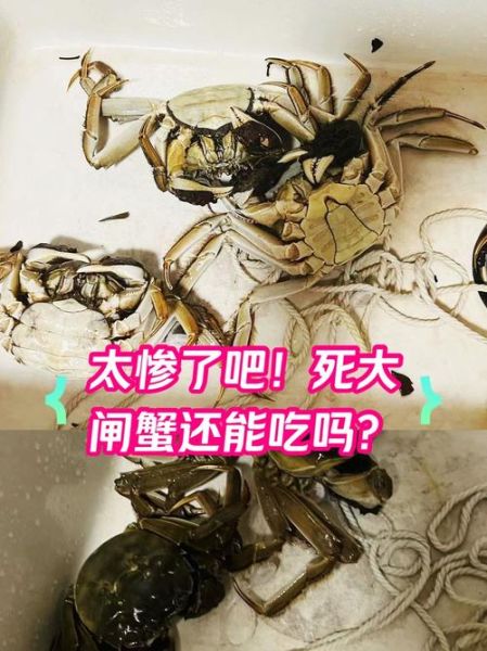 螃蟹第二天死了还能吃吗_死蟹食用安全指南-第1张图片-山城妙识