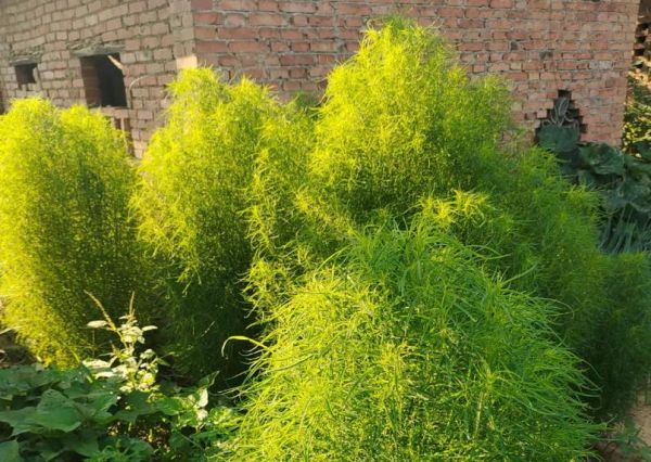 扫帚菜长什么样_扫帚菜图片怎么辨认-第3张图片-山城妙识