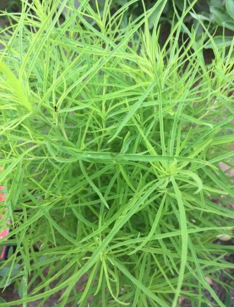 扫帚菜长什么样_扫帚菜图片怎么辨认-第2张图片-山城妙识