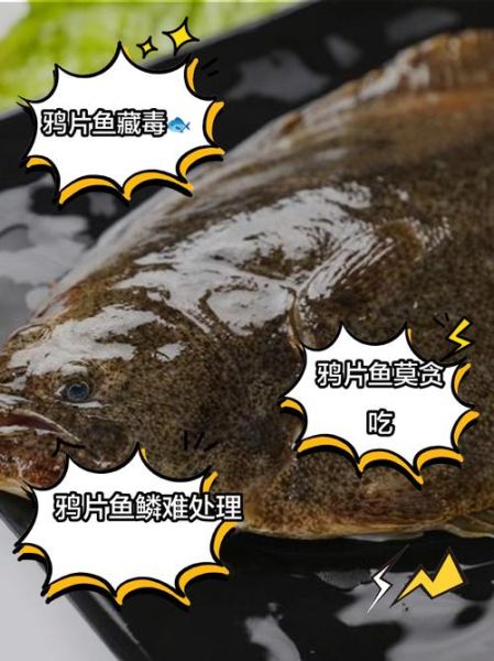 鸦片鱼身为什么没人吃_鸦片鱼身有毒吗-第1张图片-山城妙识