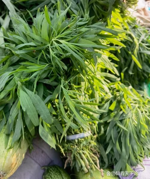 扫帚菜长什么样_扫帚菜图片怎么辨认-第1张图片-山城妙识